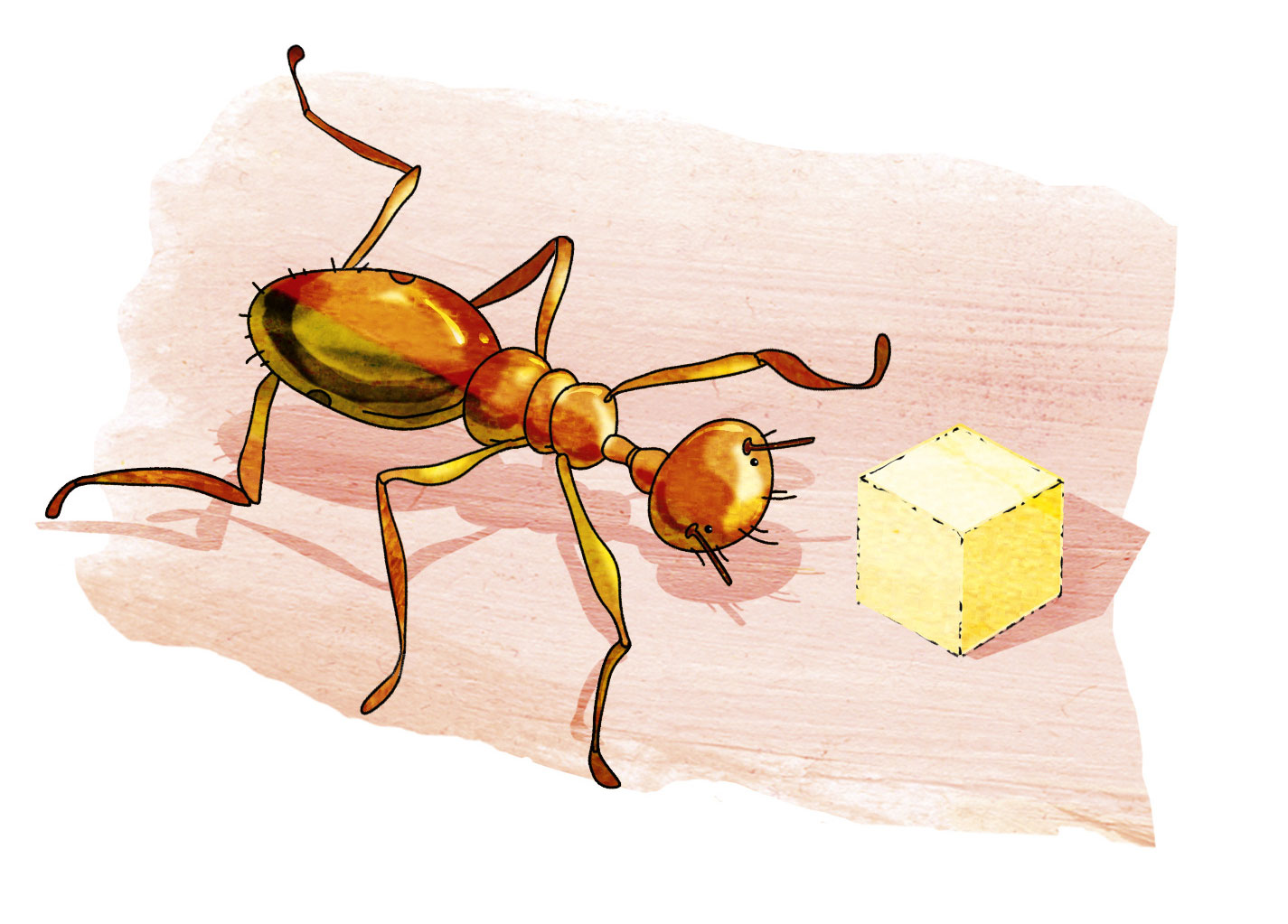 Inspect | Spider | Ant Pest Control - Ultra Pest Control