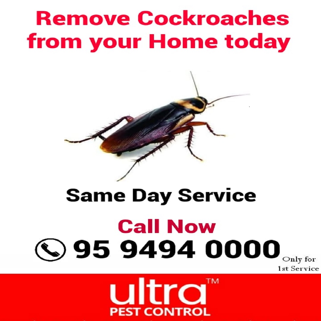 Pest Control Services in Mumbai | Thane - Ultra Pest Control